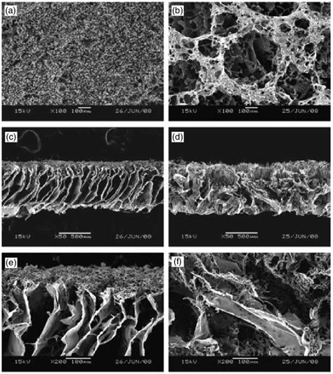Sem Photomicrographs Of The Surfaces A B And Cross Sections At Low Download Scientific