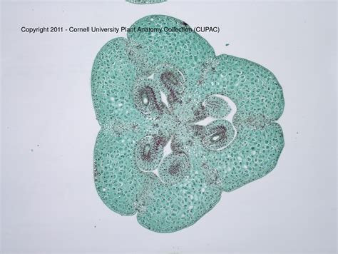 Lily Ovary Cross Section Labeled
