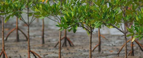 Red Mangrove Tree Mangroves Forests Of The Intertidal Zone Coral