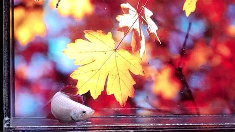 ️ 0530 05경매 ️ 레드드래곤 패더테일 하프문암 ️ 꼬리 끝선에 🐦 새 깃털을 박고있는 패더테일 하프문 암 드래곤 베타의 민족베타 분양정보 교류