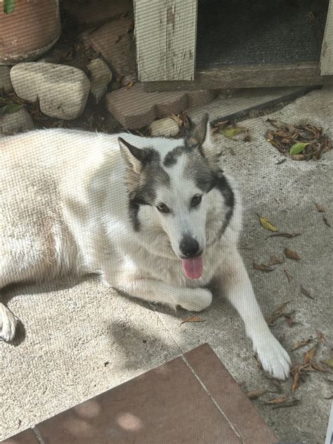 Lazy Radio Station Tuning Ft Belka 💙 Rsonarears