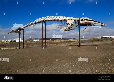 Sperm Whale Skeleton Physeter Macrocephalus At Las Salinas Del Carmen Fuerteventura Canary