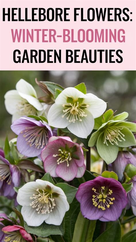 Hellebore Flowers Winter Blooming Garden Beauties Hellebore Plant