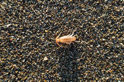 Sand Flea Bites How Long