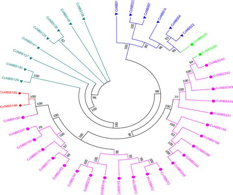 Phylogenetic Tree Of Pathogen Responsive Ccnbs Lrr Representing Download Scientific Diagram