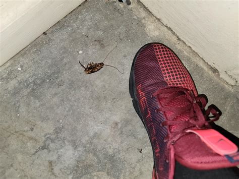 Found A Bed Bug In My Basement Today Rmildlyinfuriating