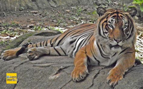Malaysian Wildlife Different Types And Where To Find Them