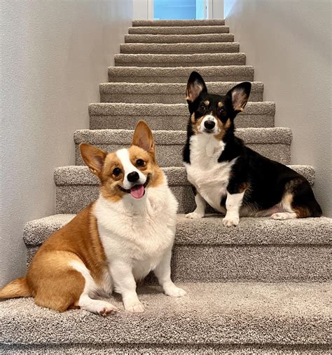 The Welcome Home Committee R Corgi