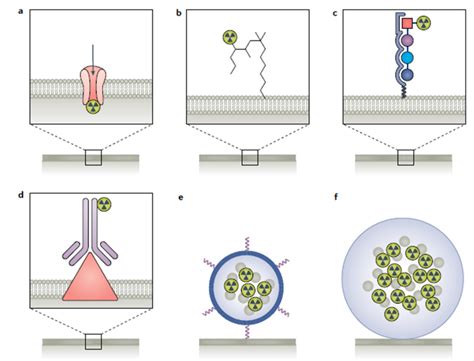 Dose Optimization Considerations For Targeted Radiation Therapies Certara