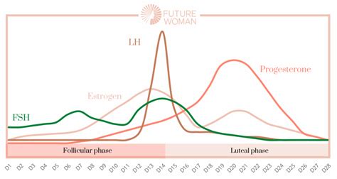 The Hpo Axis And Your Hormones Future Woman