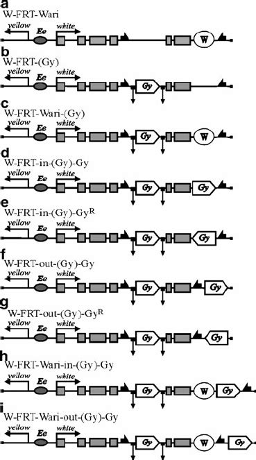 Transposon Constructs Used To Test Flp Recombination Maps Of The Download Scientific Diagram