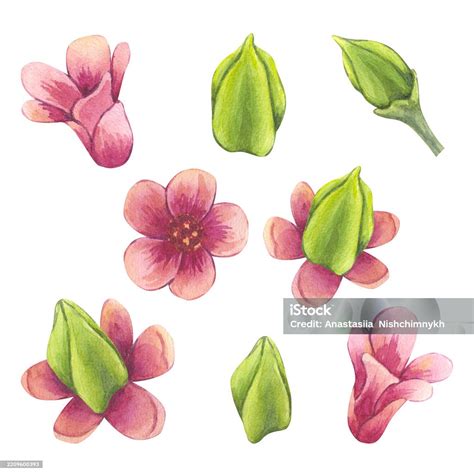 핑크 꽃 Carambola 과일 세트 피는 스타 프루트 Bilimbi 수채화 식물 이국적인 별 사과 꽃잎 흰색 배경에 고립 된 손으로 그린 그림입니다 메뉴 로고 패키지