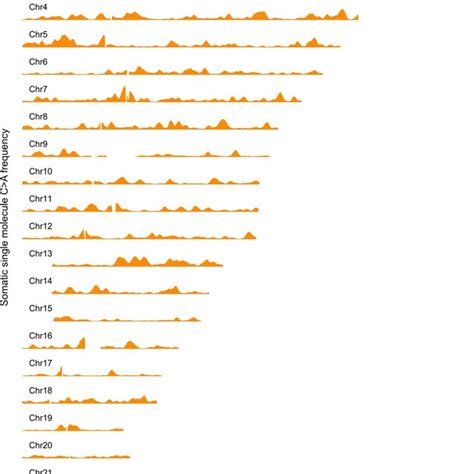 Genome‐wide Somatic Single Molecule C A Mutation Profiles In Lung Download Scientific Diagram