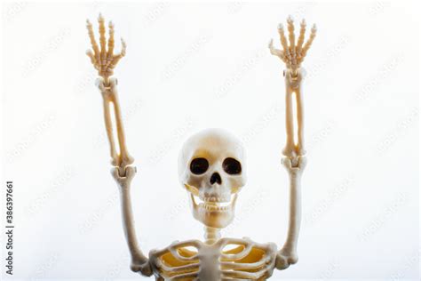 Human Skeleton Model Posing For Medical Anatomy Science Foto De Stock