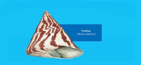 Trochus Spc Coastal Fisheries And Aquaculture Cbfm