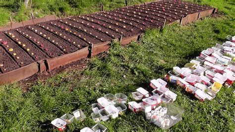 Как сажать гладиолусы видео - YouTube