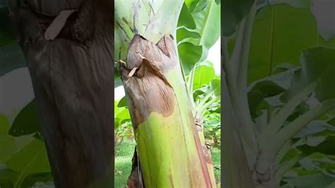 គុណសម្បត្តិ និងគុណវិបត្តិរបស់ចេកណាំវ៉ាតឿ Youtube