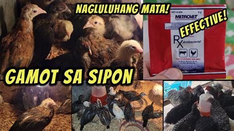 Gamot Sa Sipon Ng Sisiw O Manok Youtube