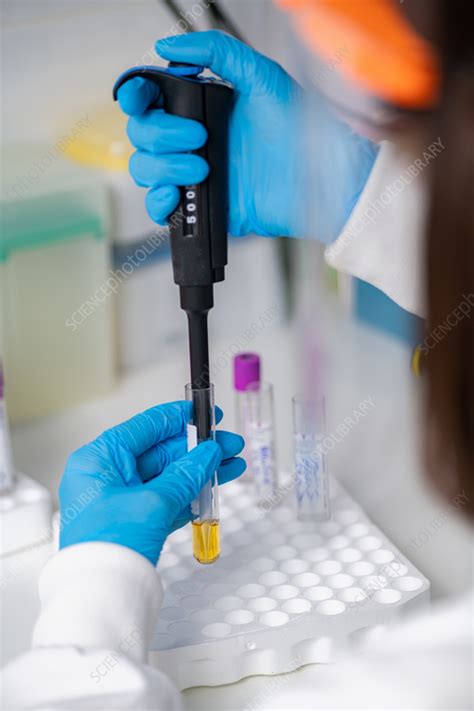 Lab Technician Pipetting A Sample Stock Image F037 2522 Science Photo Library