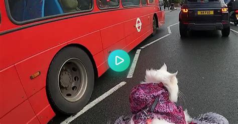 I Was Lucky Enough To Meet A Very Special Siberian Forest Cat Named