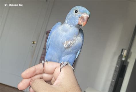 Determining The Sex Of A Young Indian Ringneck Indianringneck Com