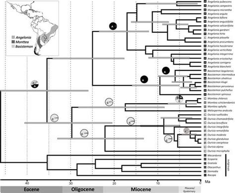 chronogram for angelonieae obtained under a bayesian relaxed clock
