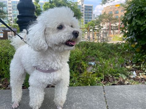 푸들 구름 미니푸들무료분양 미니먼치킨무료분양 미니랙돌무료분양 미니브리티쉬숏헤어무료분양 미니스코티쉬폴드무료분양 미니러시안블루무료분양 미니강아지무료분양 미니고양이무료분양 미니