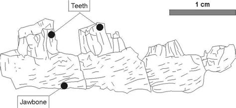 Drawing Of An Abraded Fragment Of A Lower Jawbone Collected From A
