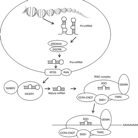 Microrna Biogenesis Pathway Pre Mirna Precursor Microrna Pri Mirna