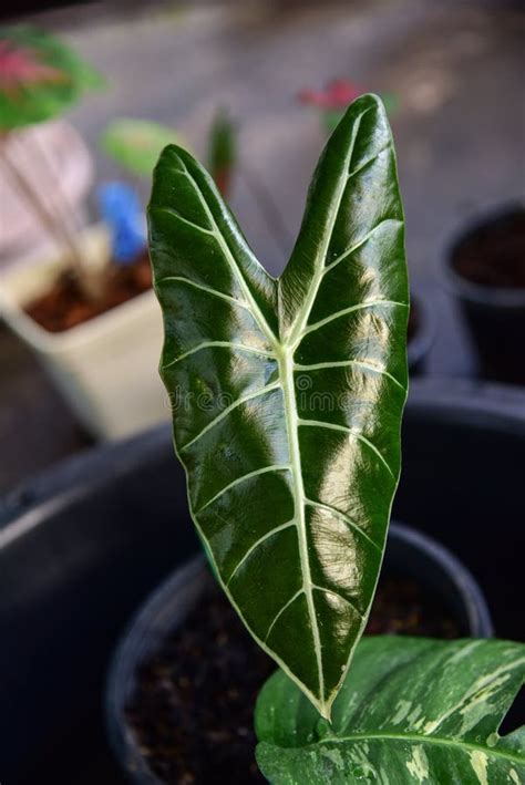 Fancy Leaf Caladium In Nature Stock Image Image Of Flowers Fresh