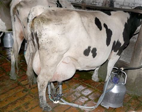 България е сред страните в ЕС с най ниска изкупна цена на млякото Български Фермер