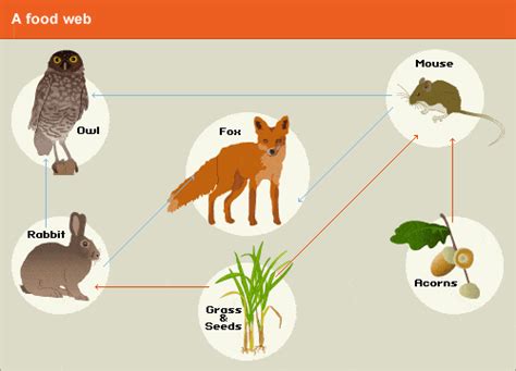 Fox Food Chain To Plant