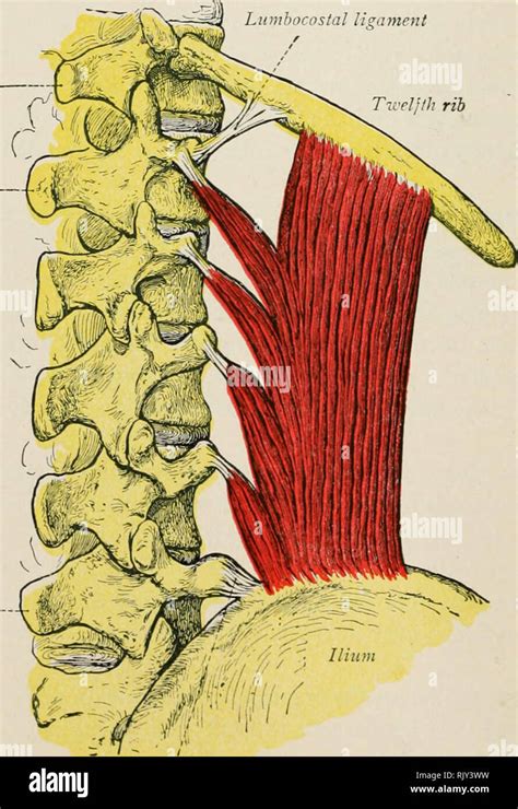 Pyramidalis Muscle Function