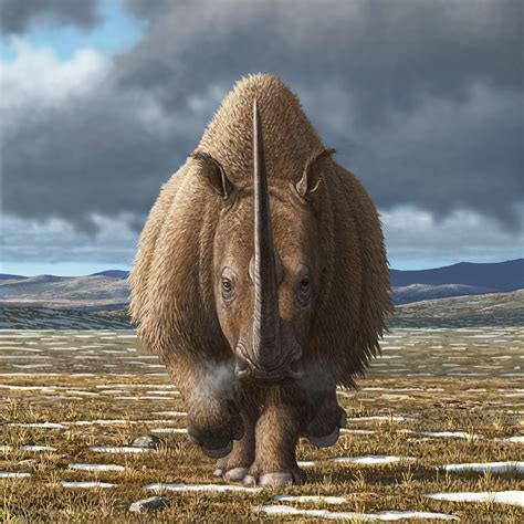 Deadly One Two Punch May Have Driven The Woolly Rhino To Extinction
