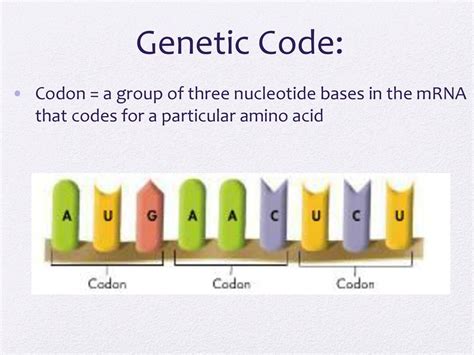 dna module b bio b ppt download
