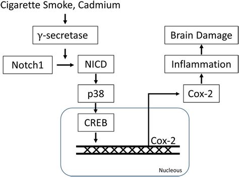 Schematic Diagram Summarizing That Cse Cd Induced Cox 2 Expression