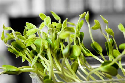 2020 Seed Labs Inc On Linkedin Worldflourday Neverstopgrowing 2020 Seed Labs Inc On Linkedin Worldflourday Neverstopgrowing