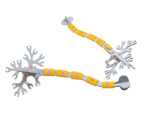 Neuron Modeling Kit©