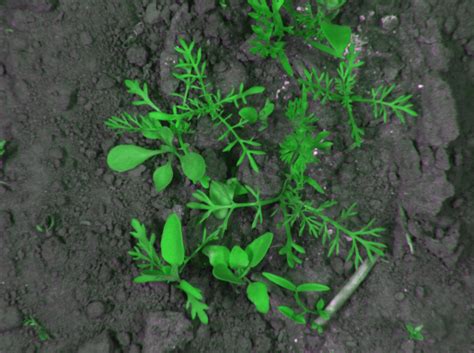 Inconsistent Tensor Sizes At The Last Layer Of Segnet Vision