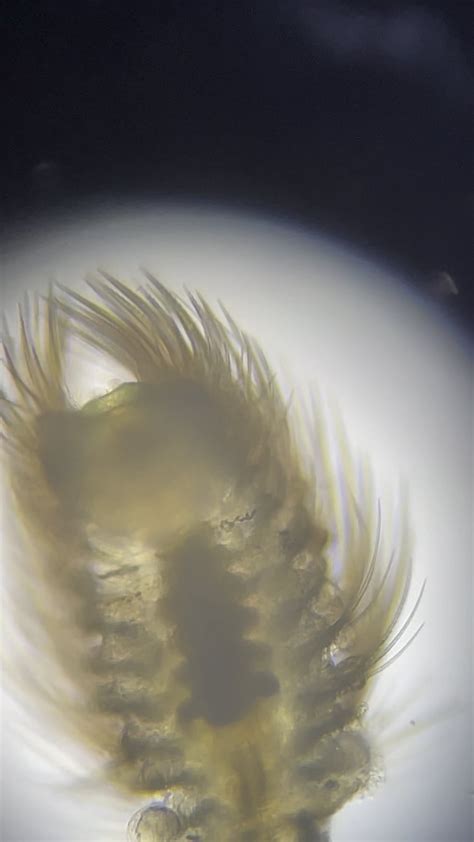 Help Identifying Brine Shrimp Larvae X10 Rmicroscopy