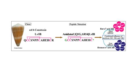 Engineered Conotoxin Differentially Blocks And Discriminates Rat And Human α7 Nicotinic