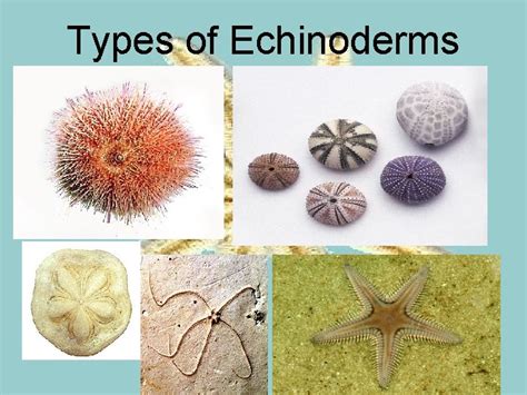 Echinoderms Sea Stars Sea Urchins Sand Dollars Sea