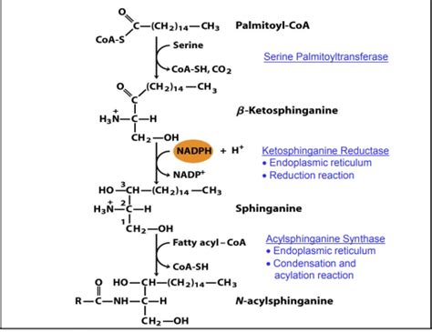 Sphingolipid Structure