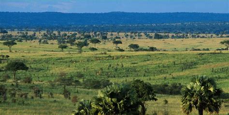 Area Code 256 On Linkedin Exploreuganda Areacode256