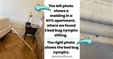 Do Bed Bugs Hide In The Pillows At Mildred Mcnutt Blog