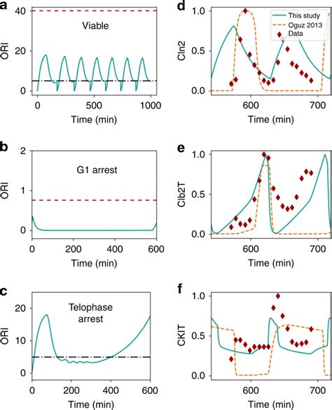 The Yeast Cell Cycle Model Is Fit To Both Qualitative And Quantitative