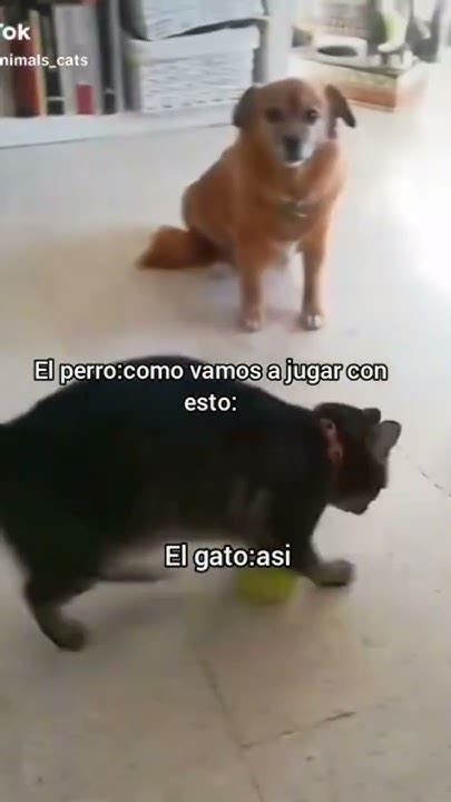 🤣 Youtubeshorts Shortvideo Shorts Shortsfeed Viralshort Viralfeed Feedshorts Viralvideo