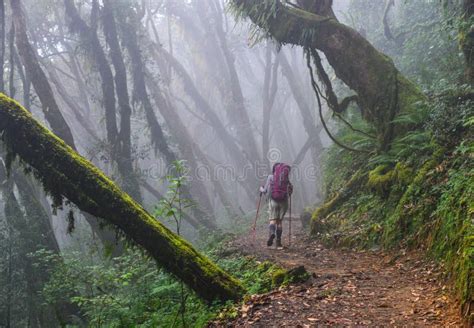 People Trekking In A Forest Stock Image Image Of Back People 142740179