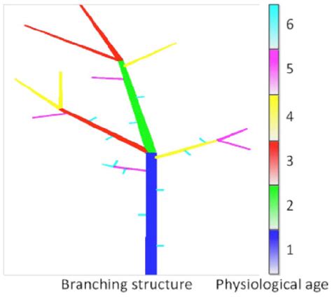 Figure 1 From Simulation And Quantitative Analysis Of Branching
