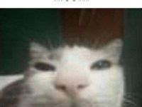 El Gato Memes Ideas Silly Cats Pictures Silly Cats Cat Memes